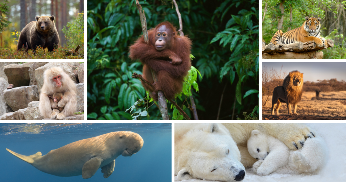 Exploring the World's Best Destinations for Animal Lovers - Just Travel ...
